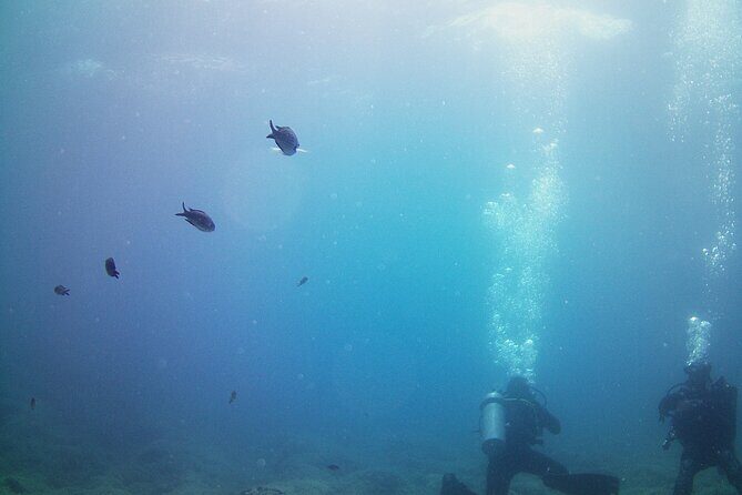 Double Shore Dive (certified divers) - Who Should Book This Experience?
