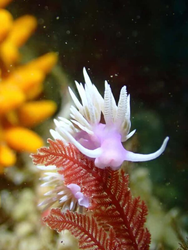 Double Shore Dive with Equipment - Why This Tour Stands Out