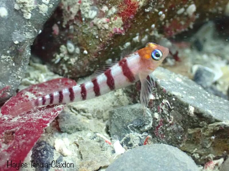 Double Shore Dive with Equipment - Final Thoughts: Who Should Consider This Tour?