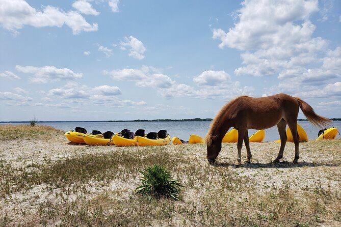 Double Sit on Top Kayak Rental at Assateague Island, MD - Practical Details: Cost, Location & What’s Included