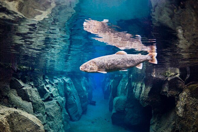 Double Snorkeling Adventure near Húsavík in North Iceland - FAQ: Practical Questions About the Double Snorkeling Adventure
