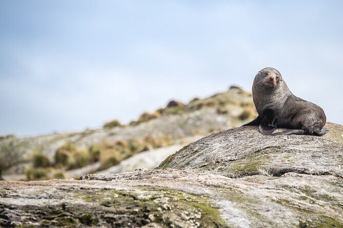 Doubtful Sound Wilderness Cruise from Queenstown - The Long Day: Pros and Cons