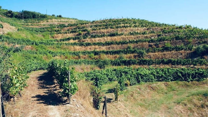 Douro: exclusive experience to Niepoort with paired lunch - The Sum Up: Why This Tour Delivers
