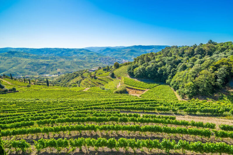 Douro: Quinta de Santa Júlia Lunch, Tour, & Wine Tasting - Who Will Enjoy This Tour?