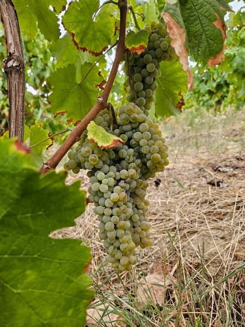 Douro: Traditional Harvest Lunch at Quinta de Sobre a Fonte - An Introduction to the Experience