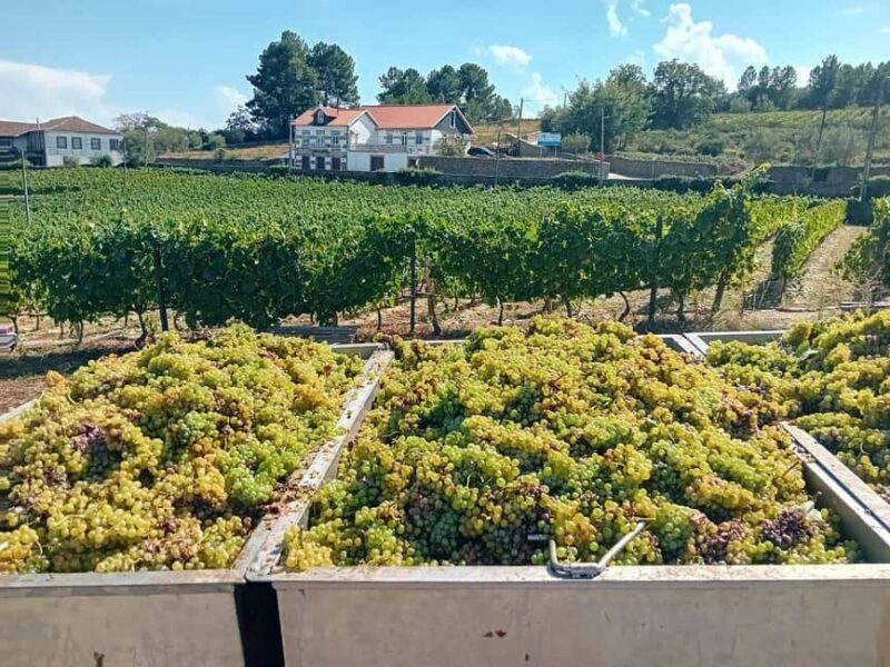 Douro Valley: 2 Vineyard Visits with Lunch and River Cruise - FAQ