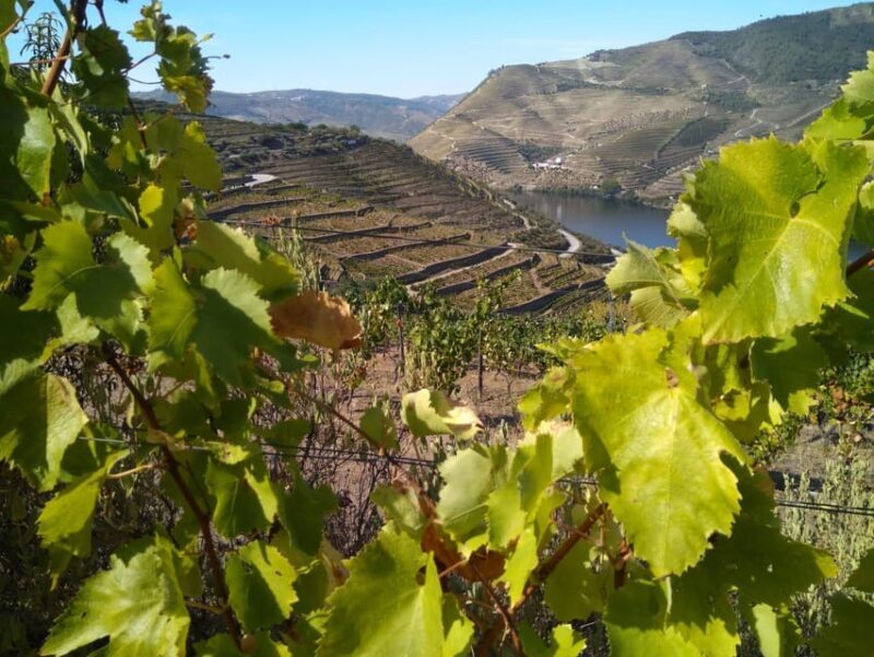 Douro Valley & Amarante - from Porto, Braga or Guimarães - Who Should Consider This Tour?