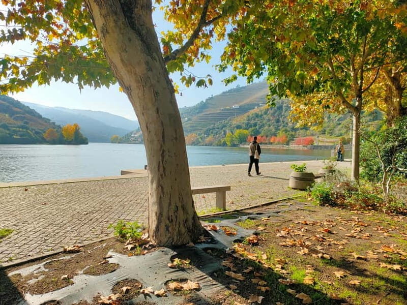 Douro Valley: Discover the Wine Region with Tastings. - From Porto to the Douro: What to Expect