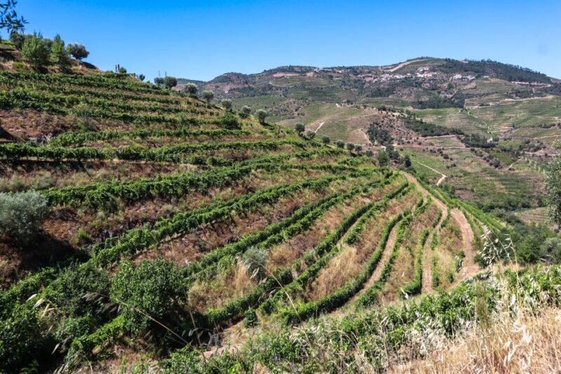 Douro Valley: Douro Valley Tour Including 3 Wineries - An In-Depth Look at the Tour Itinerary