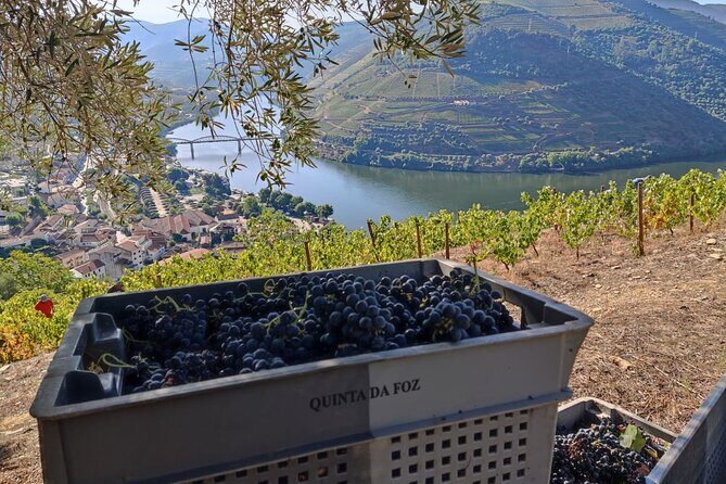 Douro Valley Pinhao Quinta da Foz Tour and Tasting 5 Wines - A Deep Dive into the Quinta da Foz Tour