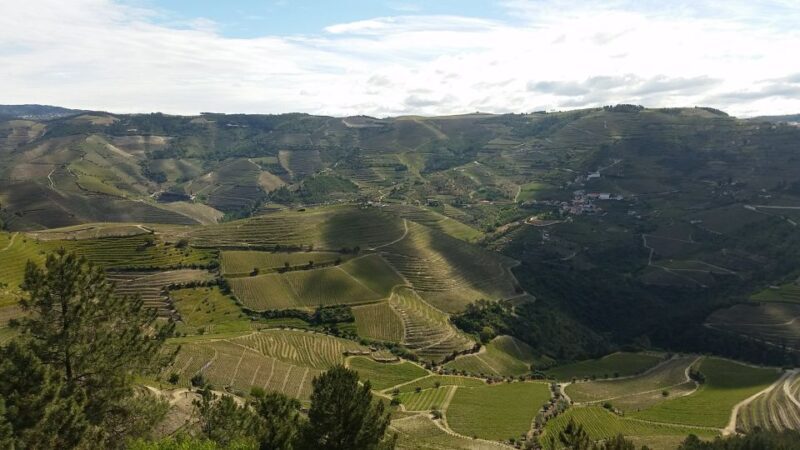 Douro Valley Private Tour - An In-Depth Look at the Douro Valley Private Tour
