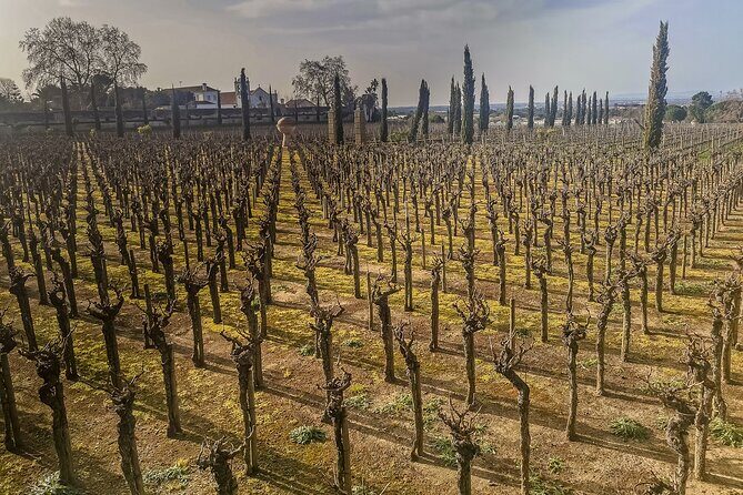 Douro Valley private tour from Lisbon - Lamego: A Historic Stop on the Return Trip