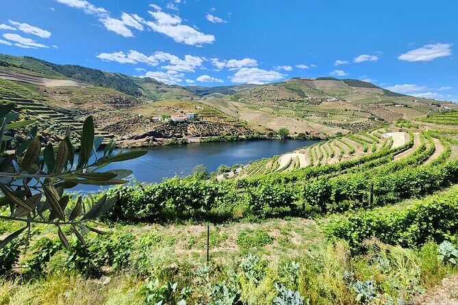 Douro Valley Private Tour (winery + boat + viewpoint) - An In-Depth Look at the Douro Valley Private Tour