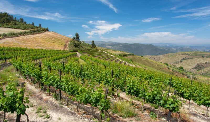 Douro Valley Private Tour with 2 wine tastings - An In-Depth Look at the Douro Valley Private Tour