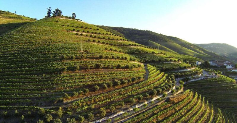 Douro Valley: Quinta de S. Luiz Winery Tour and Tasting - Introduction