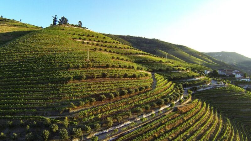Douro Valley: Quinta de S. Luiz Winery Tour and Tasting - Who Should Consider This Tour?