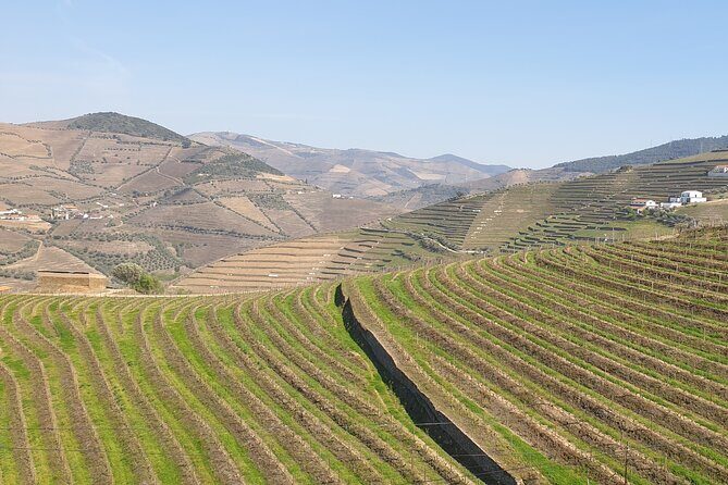 Douro Valley Tour Wine and breathtaking views - Logistics, Comfort, and Value