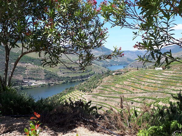 Douro Valley Tour (wine & Food) - FAQ: Practical Questions about the Douro Valley Tour