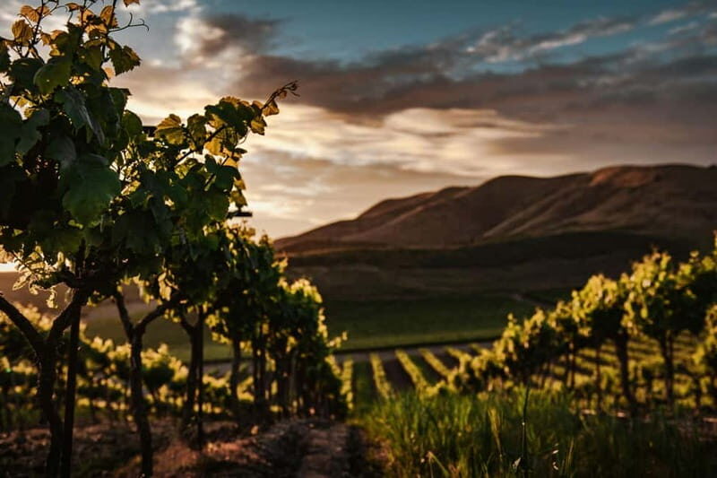 Douro Valley Tour with Lunch, Visit to a Vineyard, Boat Trip - Why the Douro Valley Tour Excels
