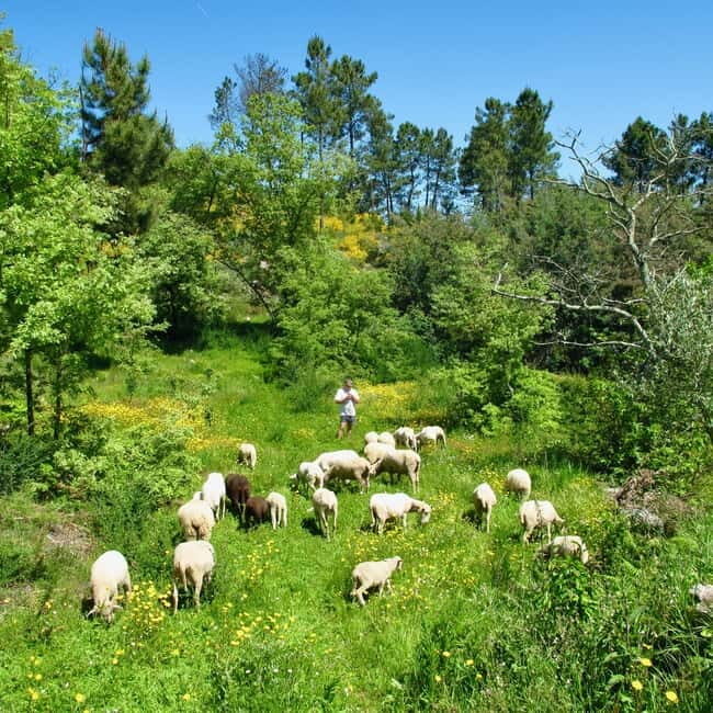 Douro Valley: Traditional Cooking Class, Farm Tour & Lunch - Key Points