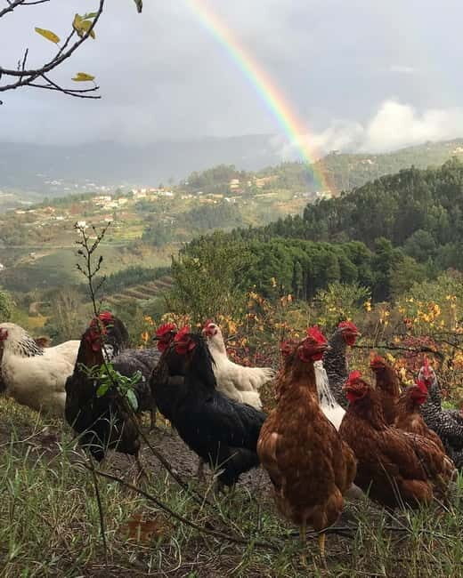 Douro Valley: Traditional Cooking Class, Farm Tour & Lunch - Who Would Love This Tour?