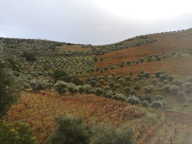 Douro Valley Wine Tour With Traditional Lunch - FAQs