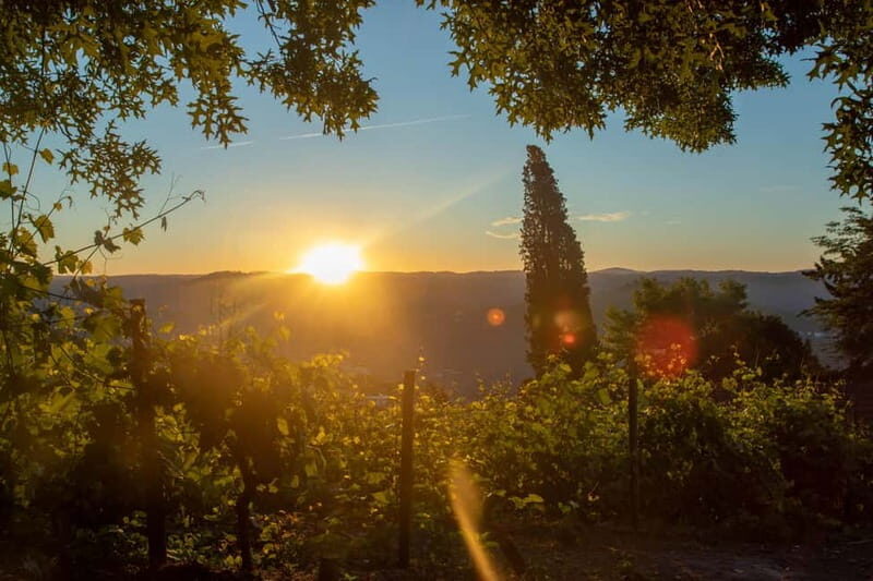Douro: Visit And Walk Through The Vineyards And Woods - Key Points
