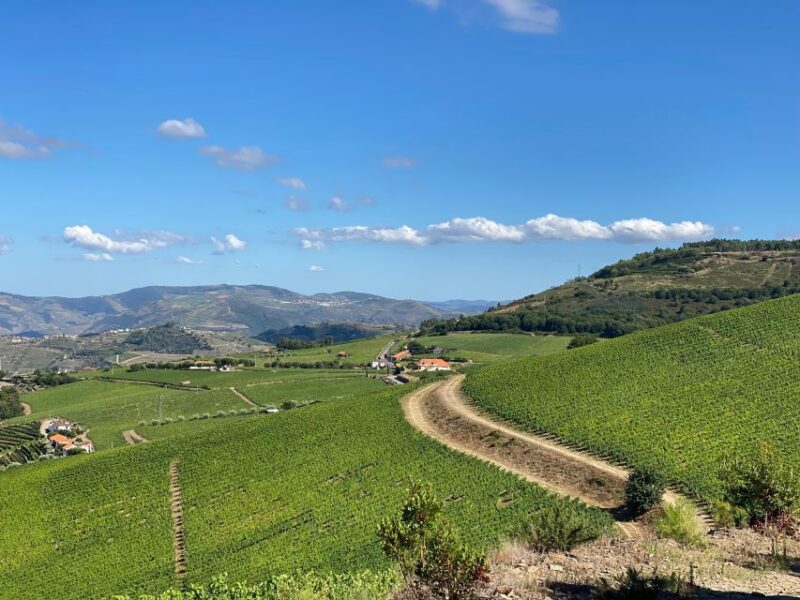 Douro - walking with full fancy lunch and premium wines - An In-Depth Look at the Douro Walking Tour