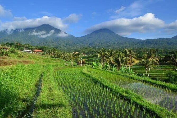 Downhill Cycling Tour through jungle and rice terrace meals - An Introduction to the Tour