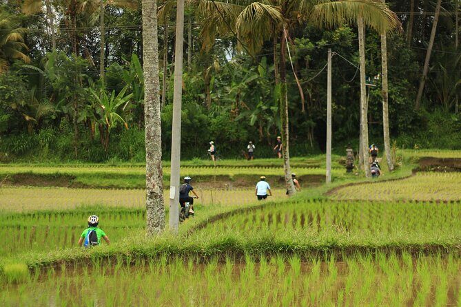 Downhill Cycling Ubud with Volcano,Rice Terraces,Jungle and Meals - The Sum Up