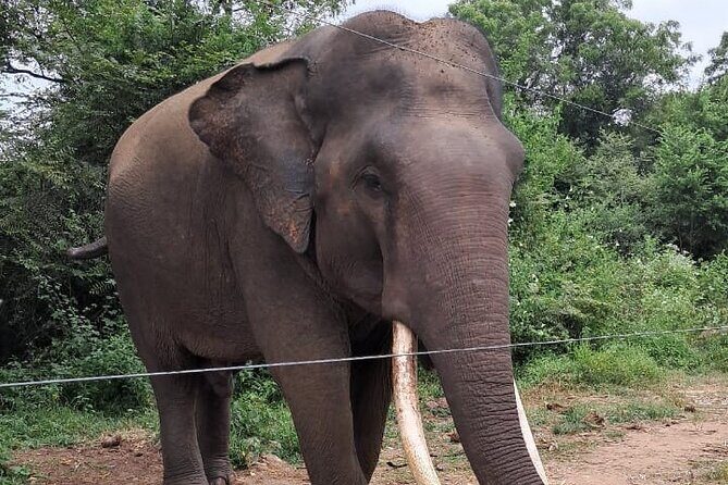 Dream path of Sri Lanka 7 Days - Final Thoughts