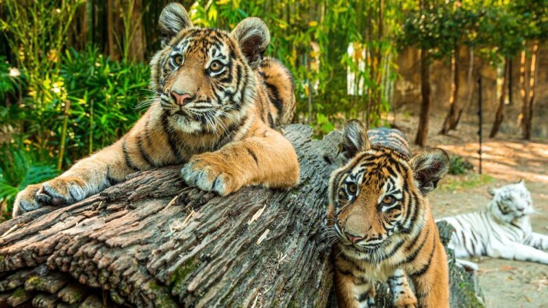 Dreamworld, WhiteWater World & SkyPoint 3-Day Ticket - FAQ