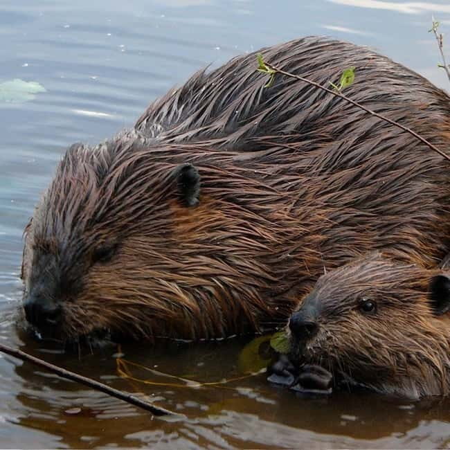 Drimmelen: Biesbosch Nature Reserve Boat Tour - Flexible Tour Options for Every Taste