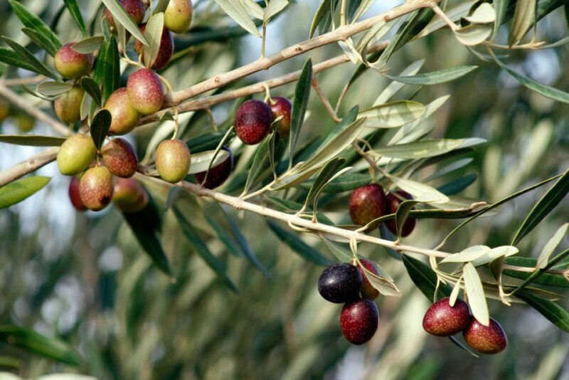 Dripping Springs: Olive Oil and Balsamic Vinegar Tasting - FAQ