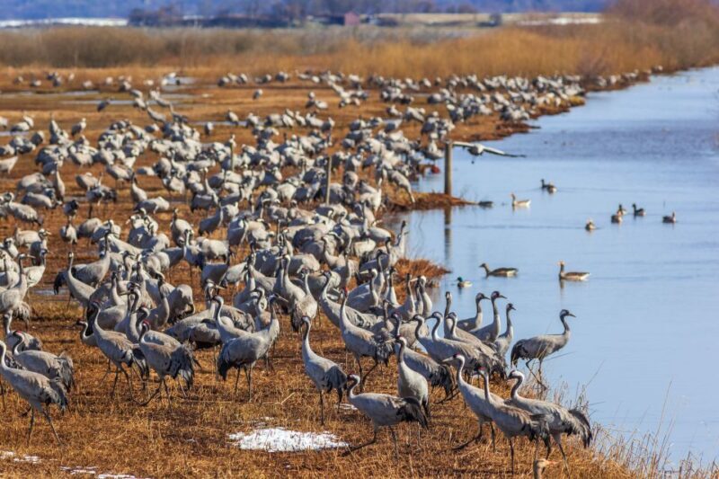 Drop Jaisalmer with Visit Osian and Khichan from Jodhpur - What’s Included and What to Expect