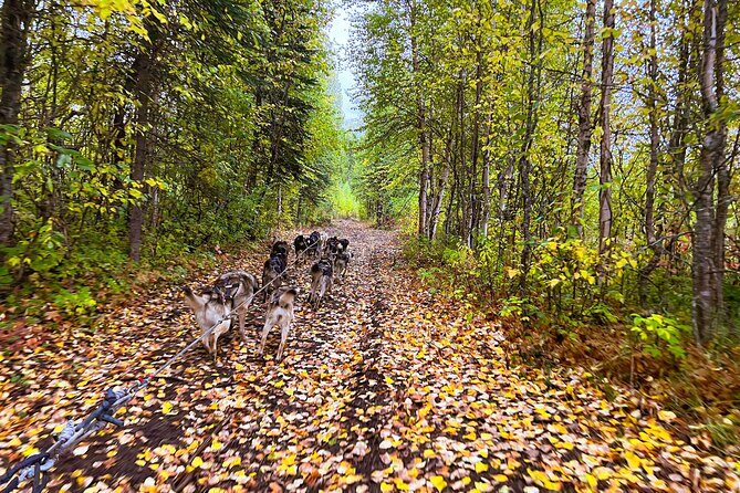Dryland Dog Sled Tour - An Introduction to What Makes This Tour Stand Out