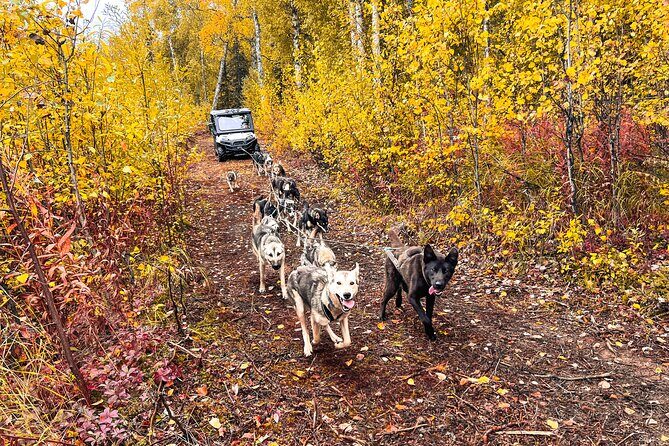 Dryland Dog Sled Tour - What Past Reviewers Say (Based on Available Data)