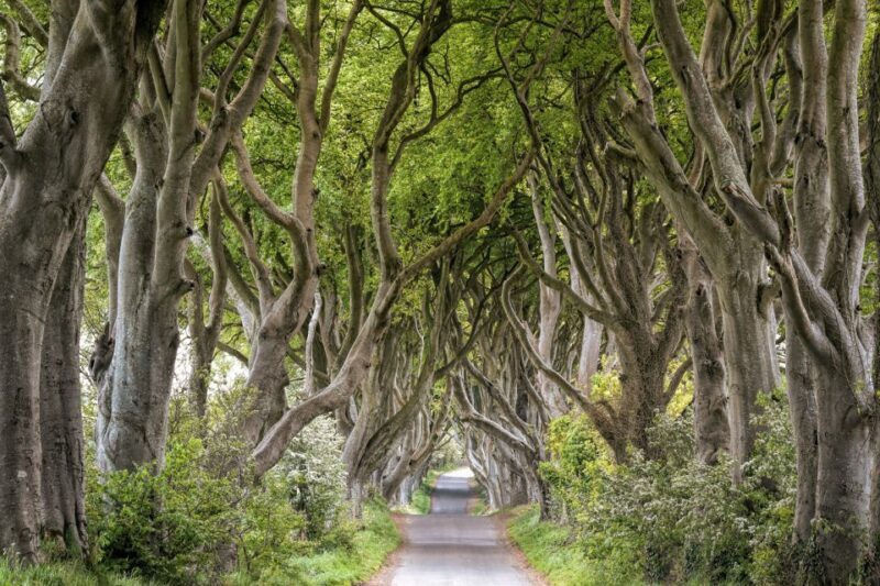 Dublin: Giants Causeway, Dark Hedges, Dunluce & Belfast Tour - An In-Depth Look at the Tour Experience