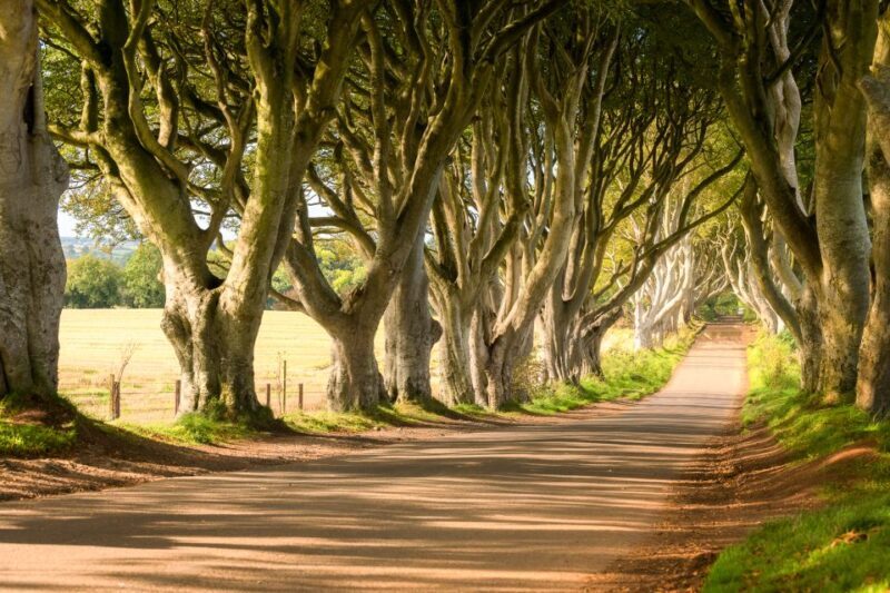 Dublin: Giants Causeway, Dark Hedges, Dunluce & Belfast Tour - Authentic Feedback from Travelers