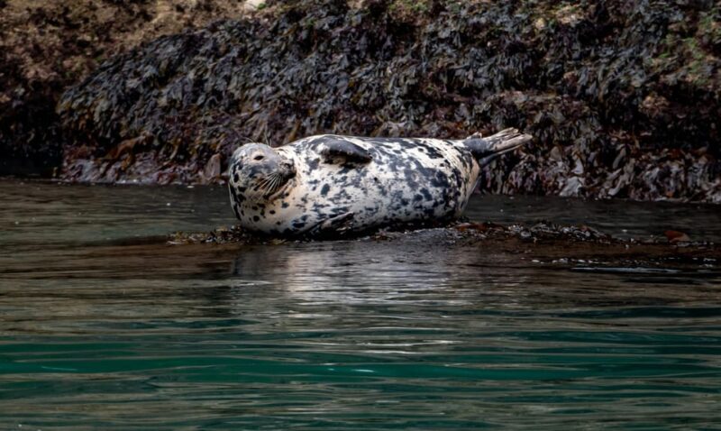 Dublin: History and Wildlife Boat Tour with Live Commentary - A Practical Overview of the Dublin Bay Wildlife and History Tour