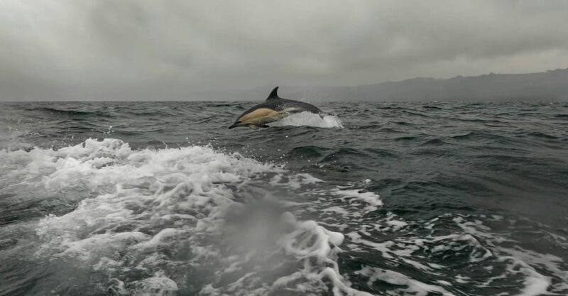 Dublin: History and Wildlife Boat Tour with Live Commentary - The Itinerary Detail – What Makes Each Part Special