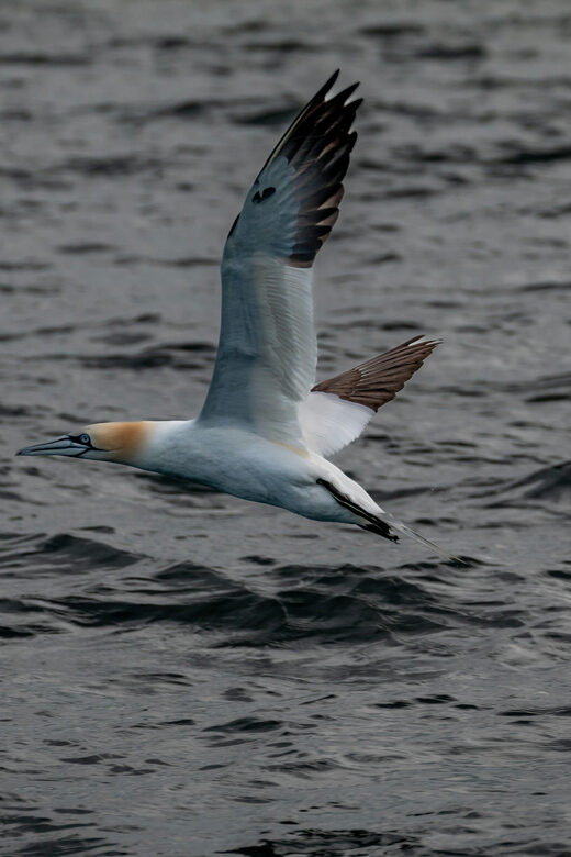 Dublin: History and Wildlife Boat Tour with Live Commentary - The Value – Price, Duration, and Practical Details