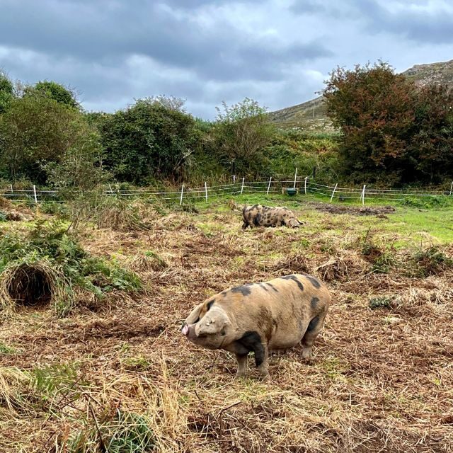 Dublin: Howth Safari Hiking Tour - FAQ