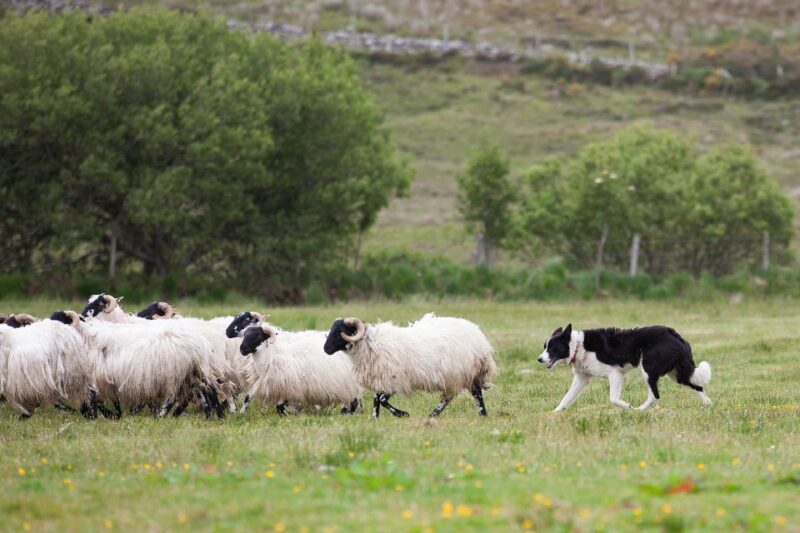 Dublin: Kilkenny, Wicklow & Glendalough Tour & Sheepdog Show - In-Depth Breakdown of the Itinerary