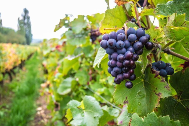 Dublin: Private Wine Tasting Tour with Wine Expert - Key Points