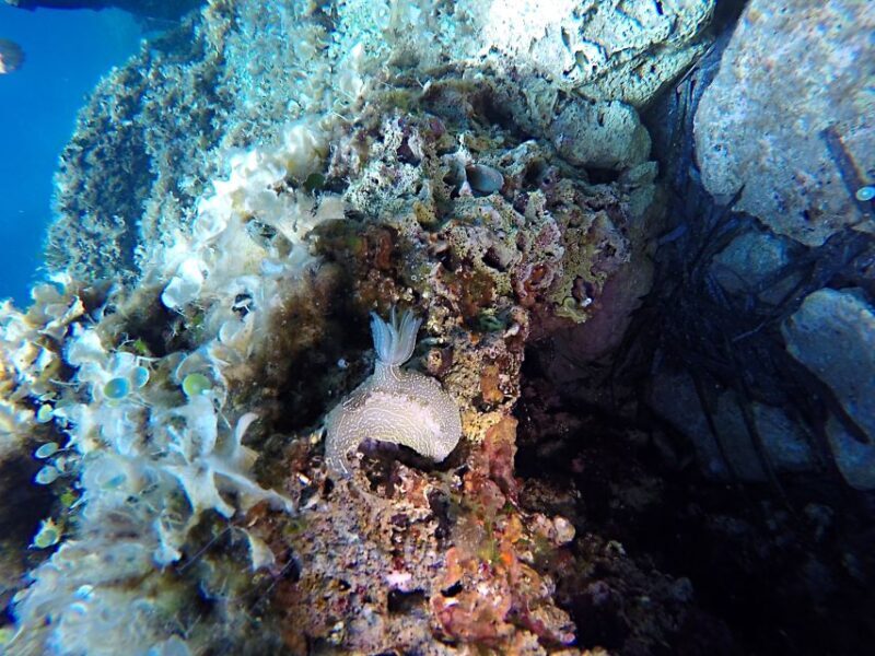 Dubrovnik: 1-Day Discover Scuba Diving Course - Key Points