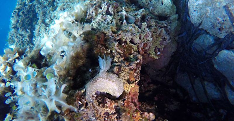 Dubrovnik: 1-Day Discover Scuba Diving Course - Final Thoughts: Is It Worth It?