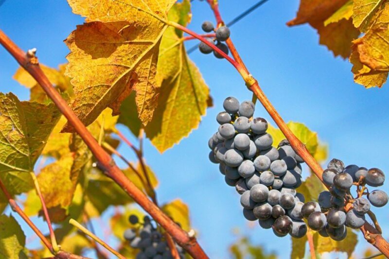 Dubrovnik: Day Trip to 3 Peljesac Wineries with Tastings - Key Points
