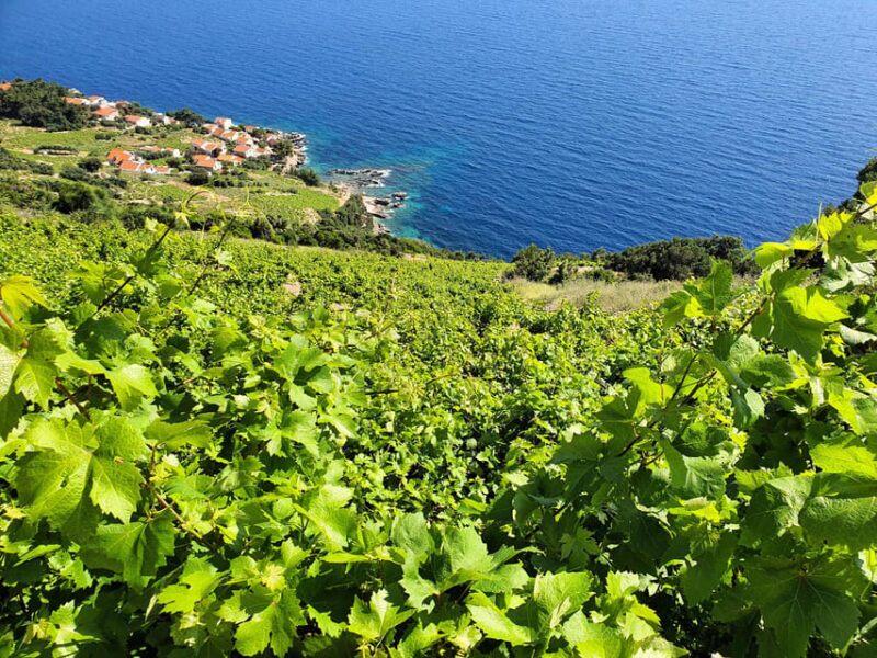 Dubrovnik Private Wine Tasting Tour To Peljesac - FAQs