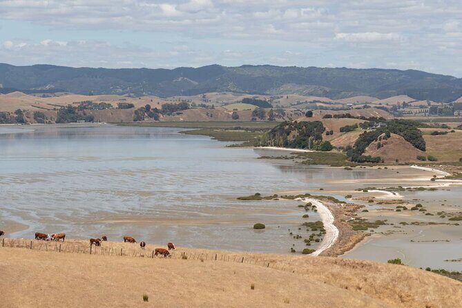Duder Regional Park Half-Day Walking Tour - Practical Details and Value